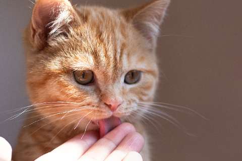 Understanding Your Feline Puzzle: Why Does My Cat Bite Me? – Happy ...