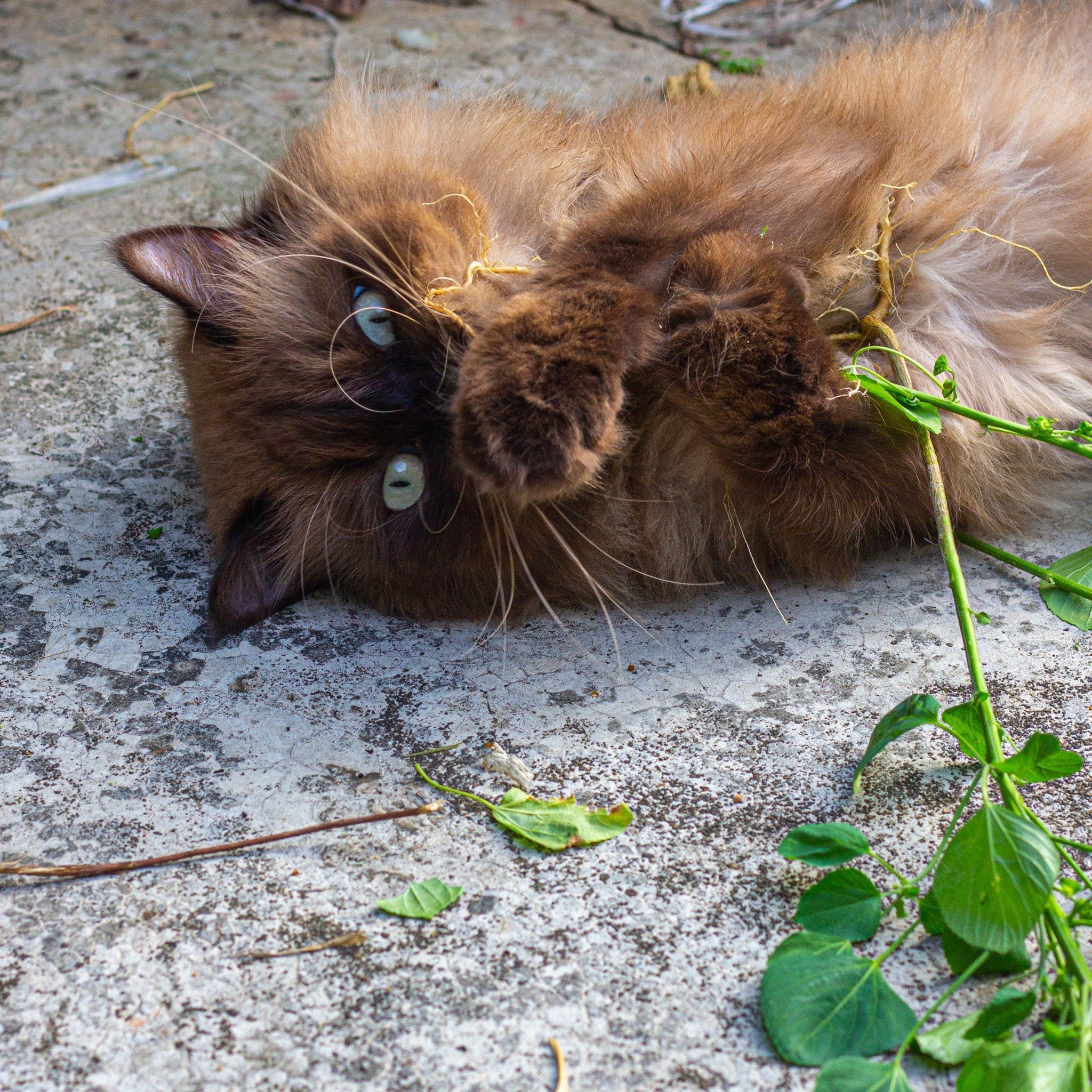 Common Plants Toxic to Cats -Happy Little Kitty