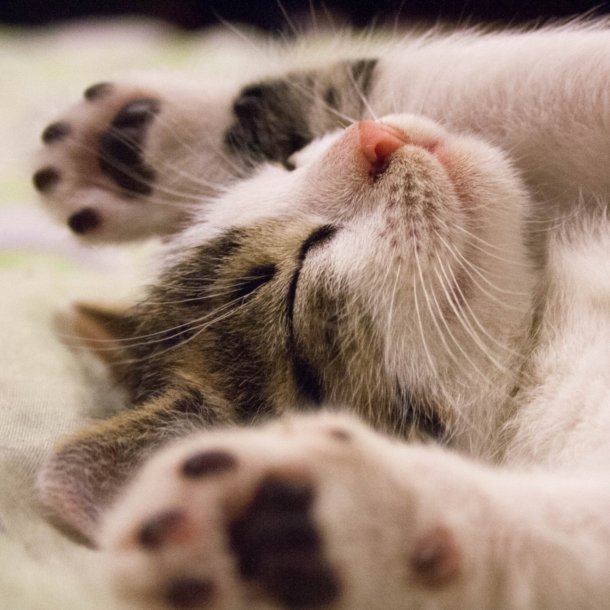 Everything You Need to Know About Catnip – Happy Little Kitty