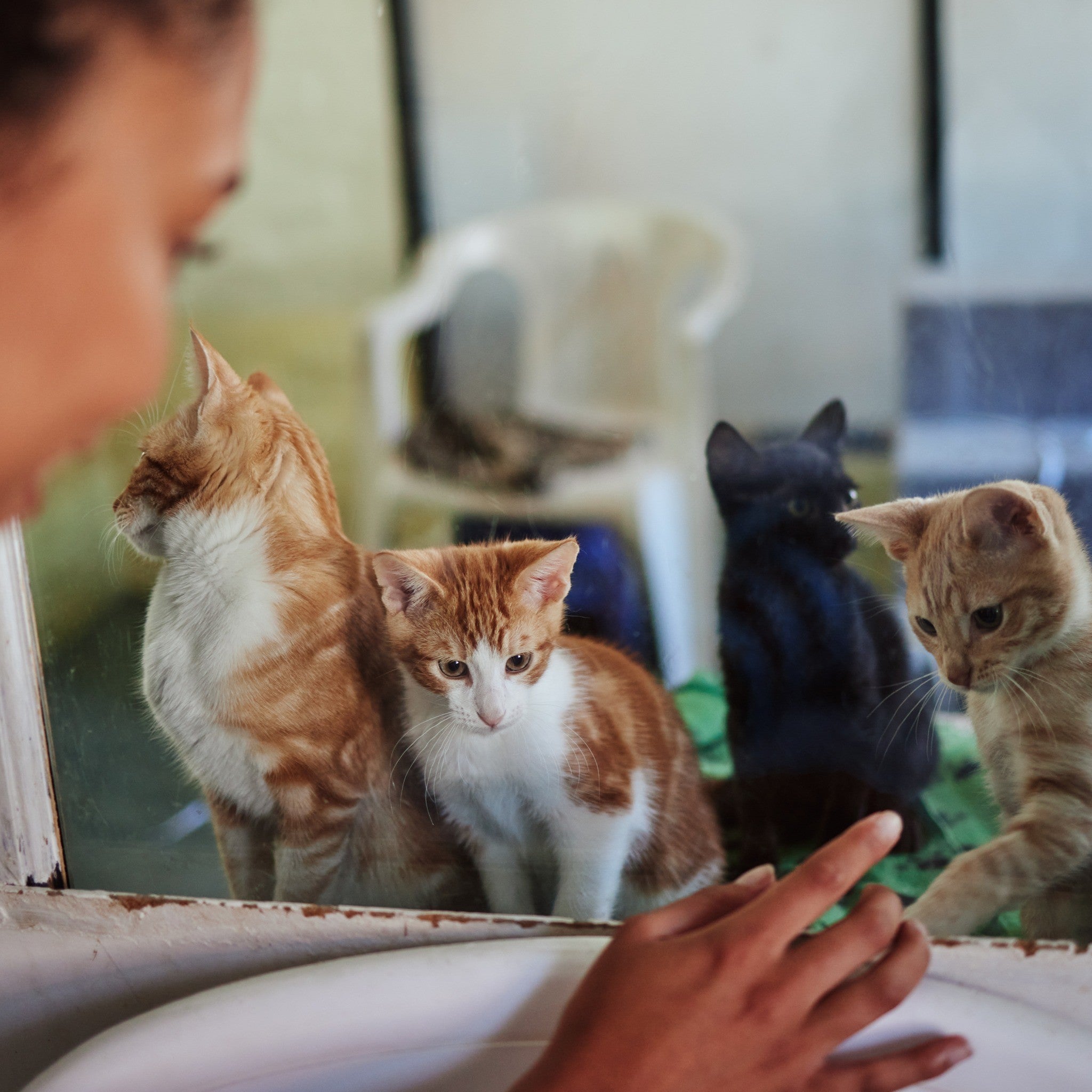 Create a Purr-fect Home for Your Cat - A Step-by-Step Guide – Happy ...