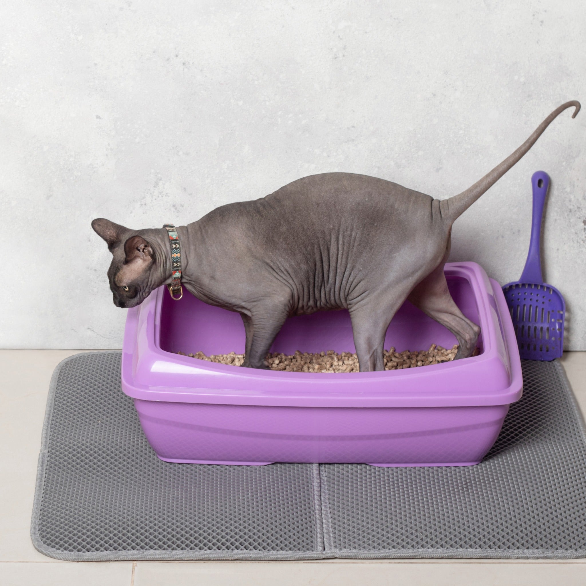 Tackling Litterbox Issues in Your Home – Happy Little Kitty