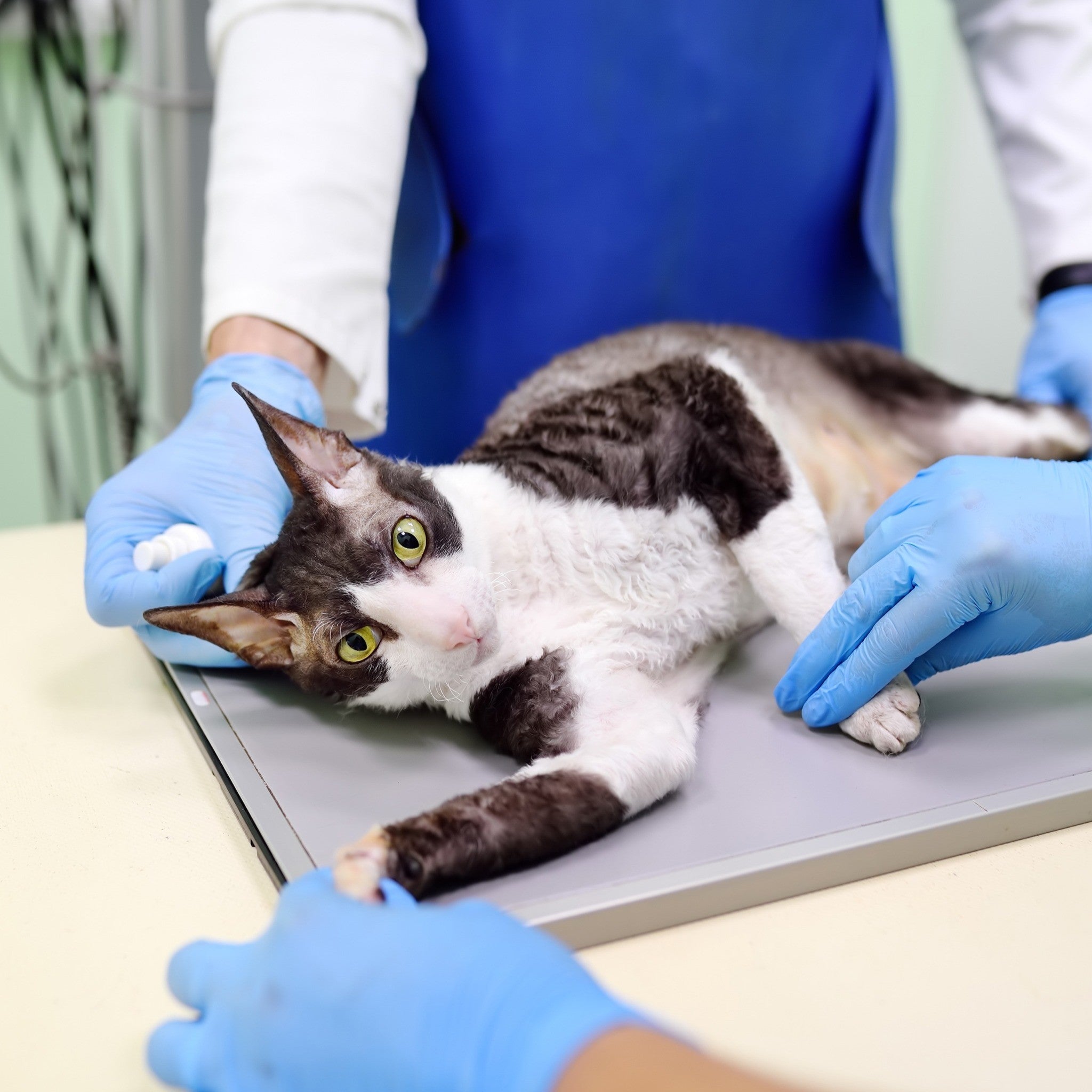 Caring For Your Pet - What to Know About Cat Surgery – Happy Little Kitty