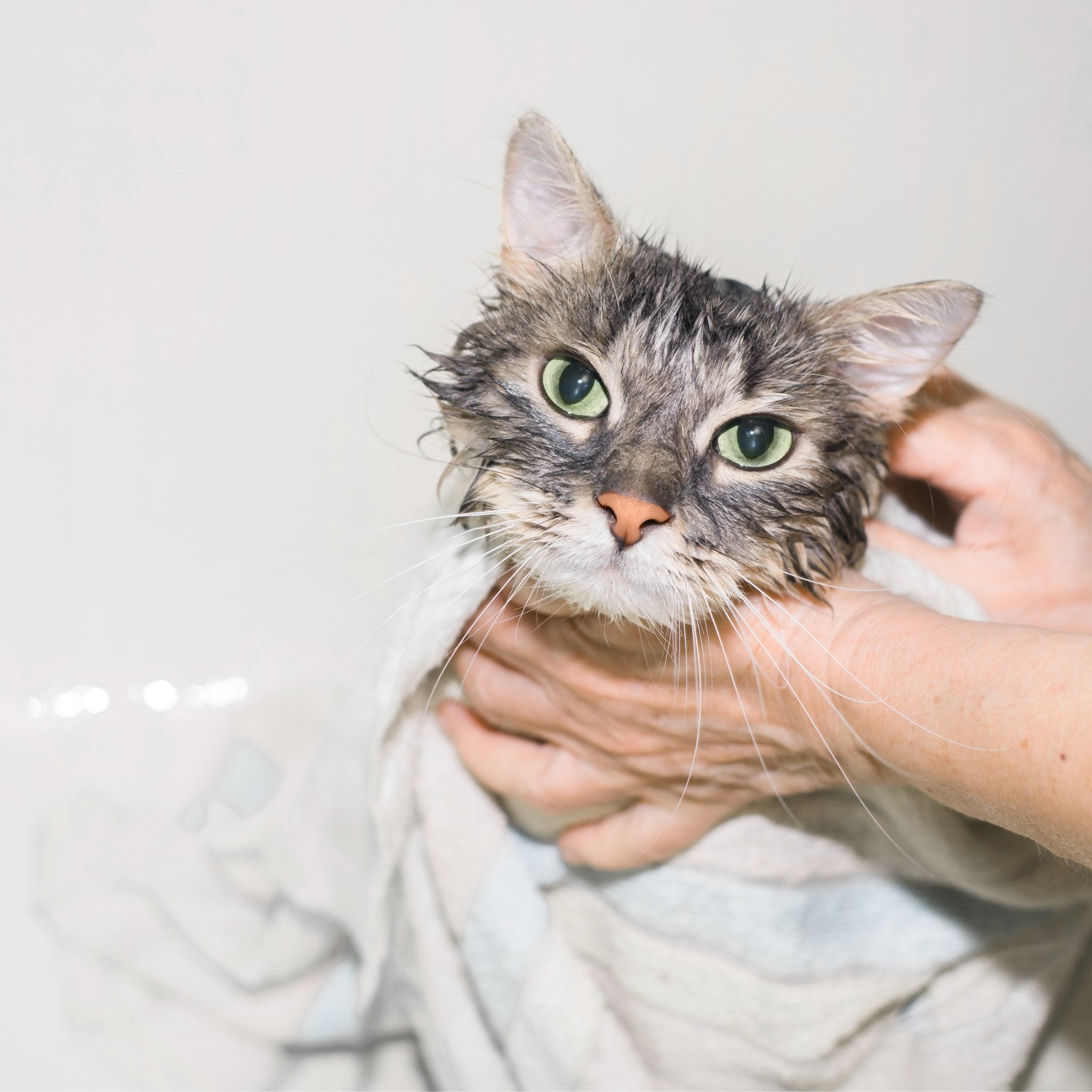 The Cat Who Enjoys a Bath: A Guide to Bathing Your Cat – Happy Little Kitty