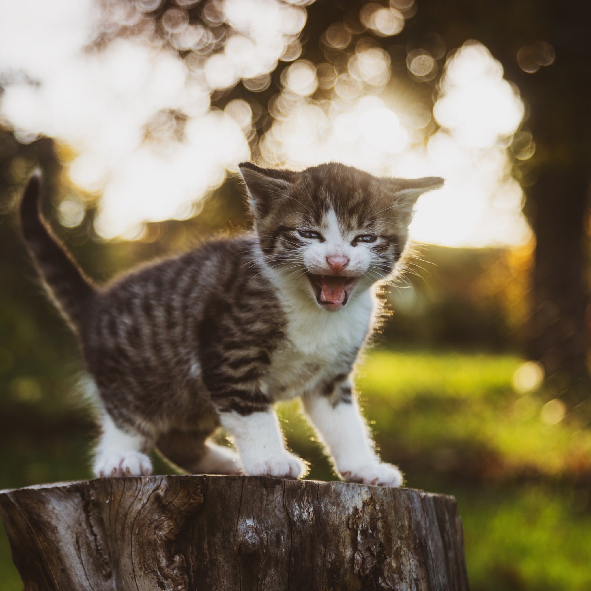 The Mystery of the Cat Trill Revealed! – Happy Little Kitty