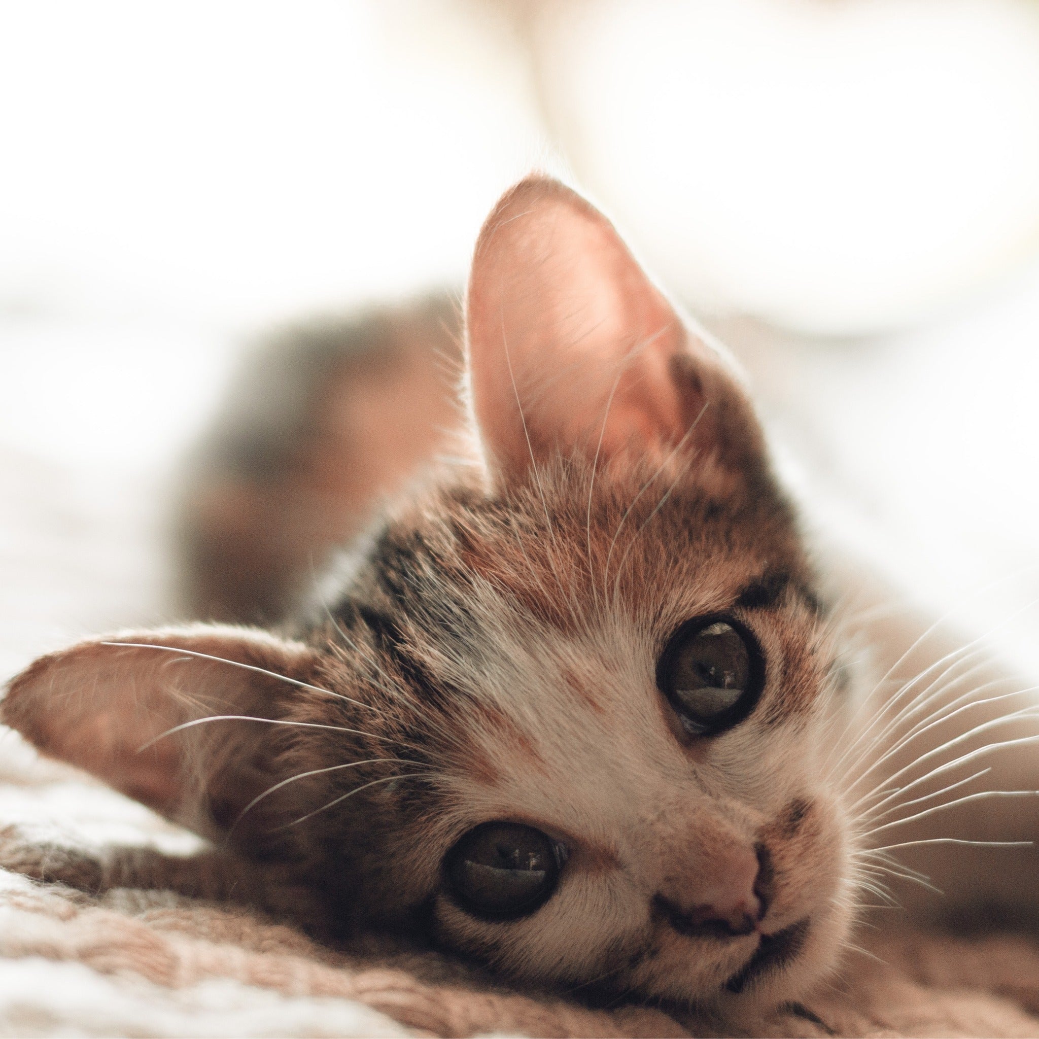 The Mystery of the Purring Cat – Happy Little Kitty